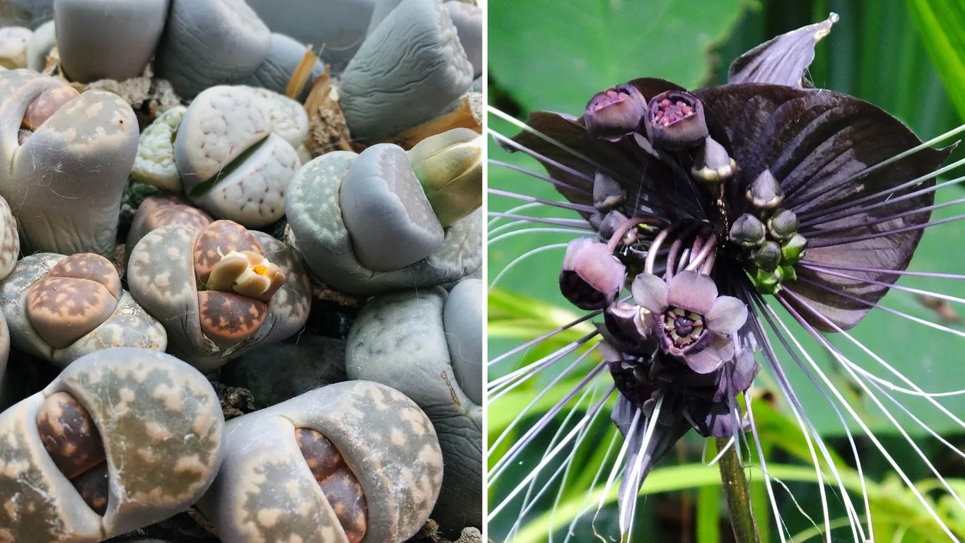 7 weird plants that look like they’re from another planet - Better ...