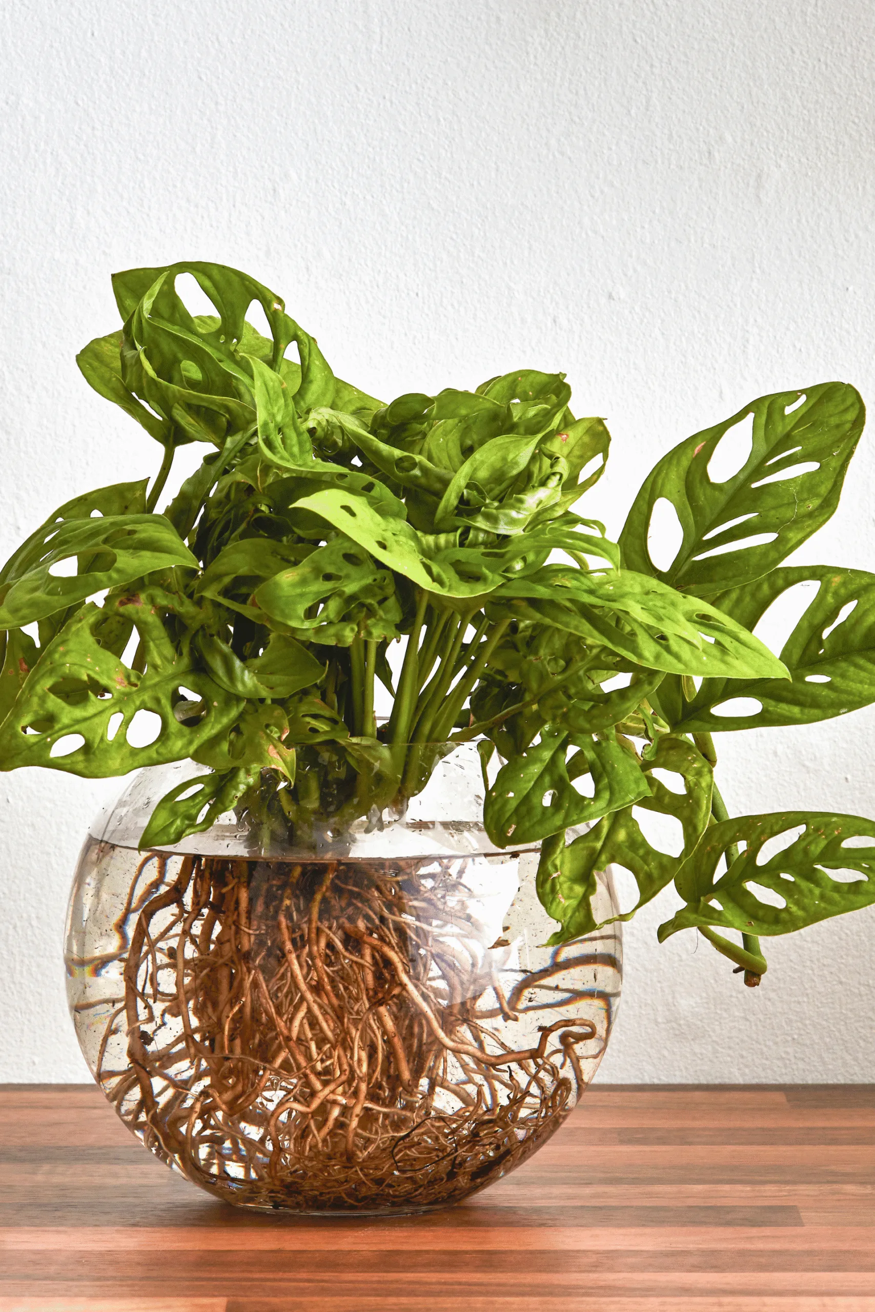 15 of the best indoor house plants for your home and lifestyle