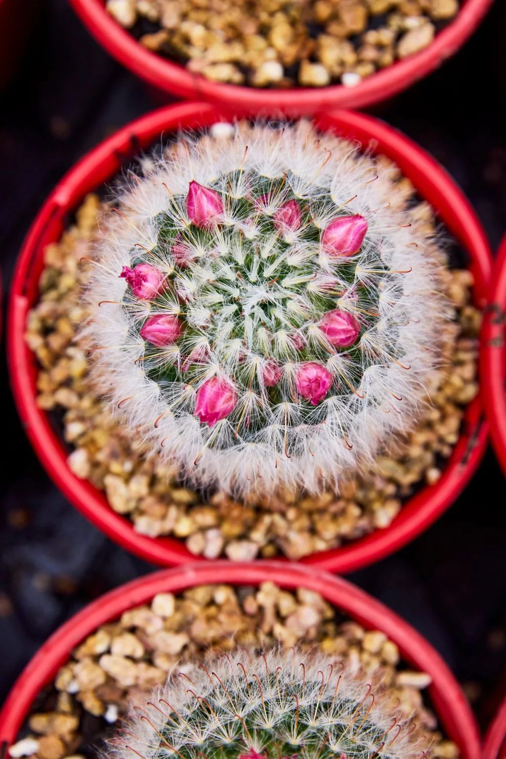 Flowering cacti: Cold-Weather Trick That Makes Them Bloom