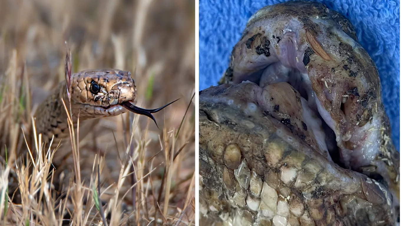 New snake fungal disease in Australia: Researchers warn