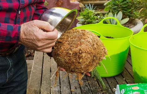 How to make a kokedama - Better Homes & Gardens Australia