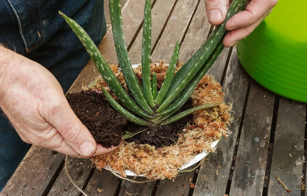 How to make a kokedama - Better Homes & Gardens Australia