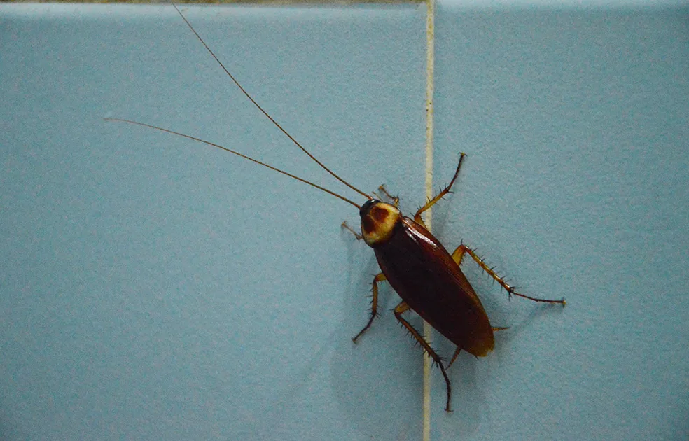 Four common house pests and how to get rid of them