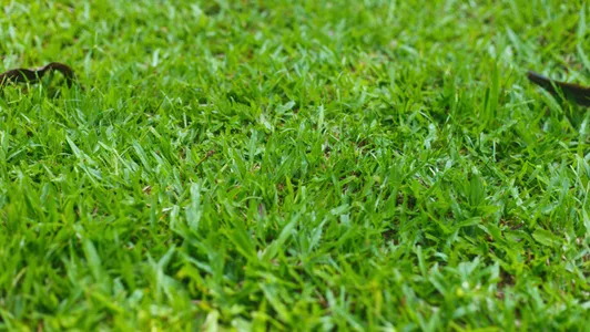 How to choose the right lawn for your home