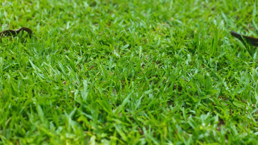 How to choose the right lawn for your home