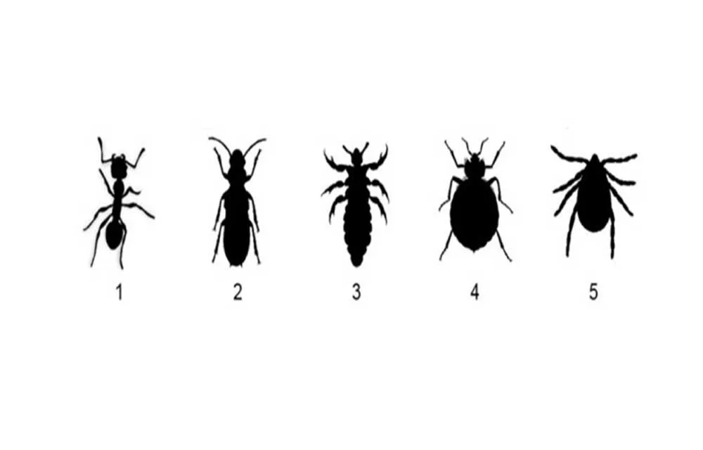 How to check for bed bugs in your home | Better Homes & Gardens Australia