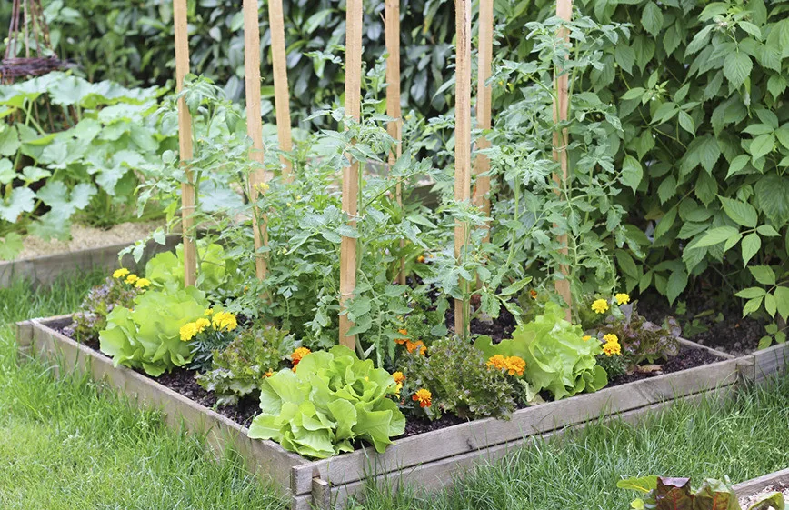 The 15 minute veggie patch - Better Homes & Gardens Australia