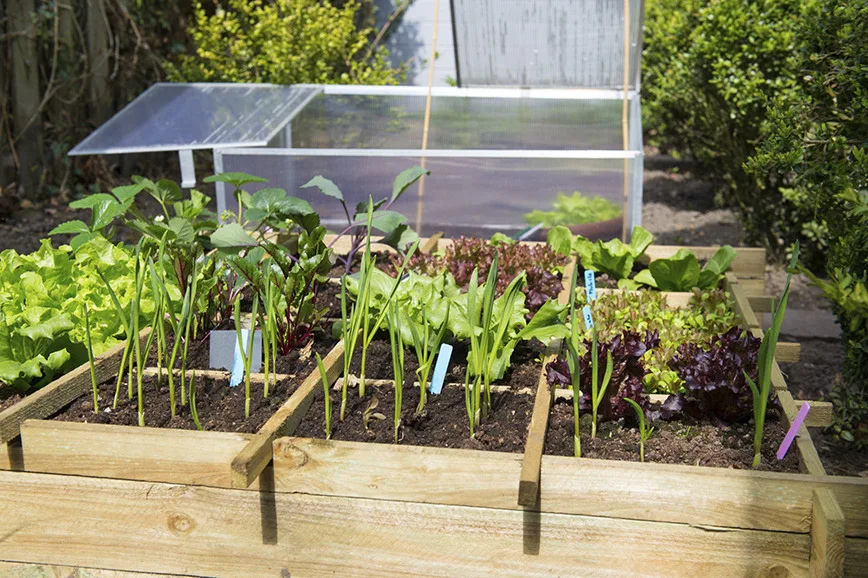 The 15 minute veggie patch - Better Homes & Gardens Australia