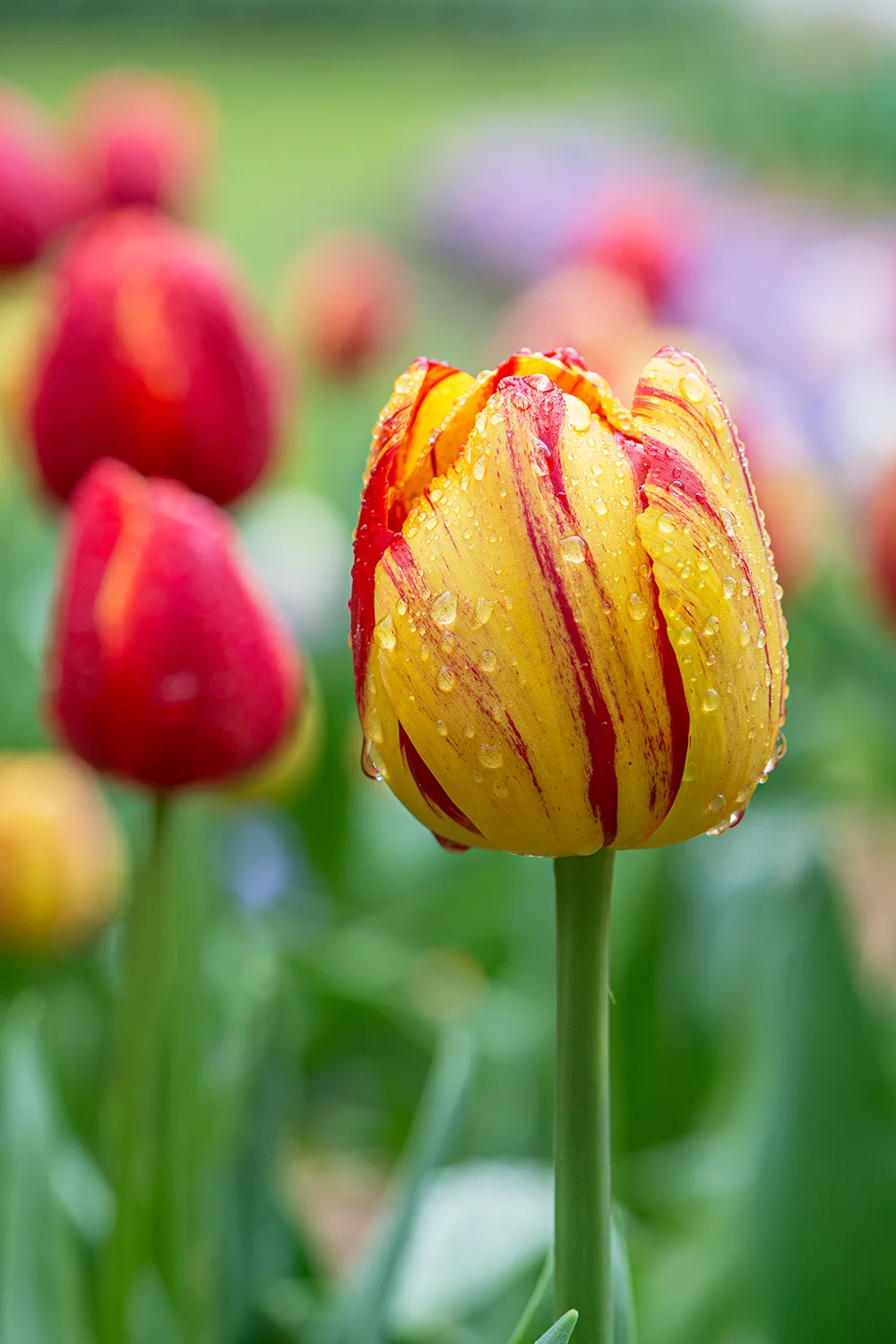 Visit the Tulip Top Gardens in Canberra | Better Homes & Gardens Australia