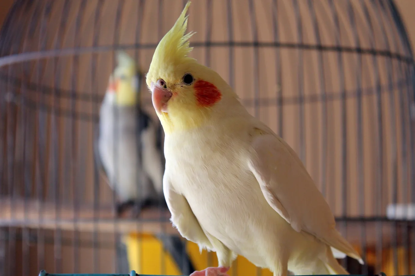 8 common bird behaviours and what they mean
