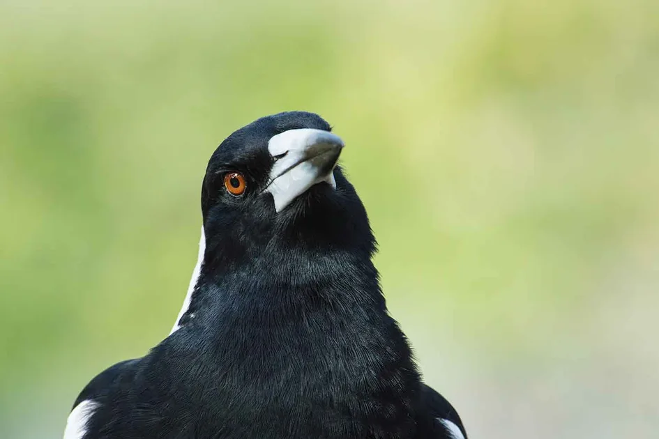 Can magpies be friends with people? The answer is yes!