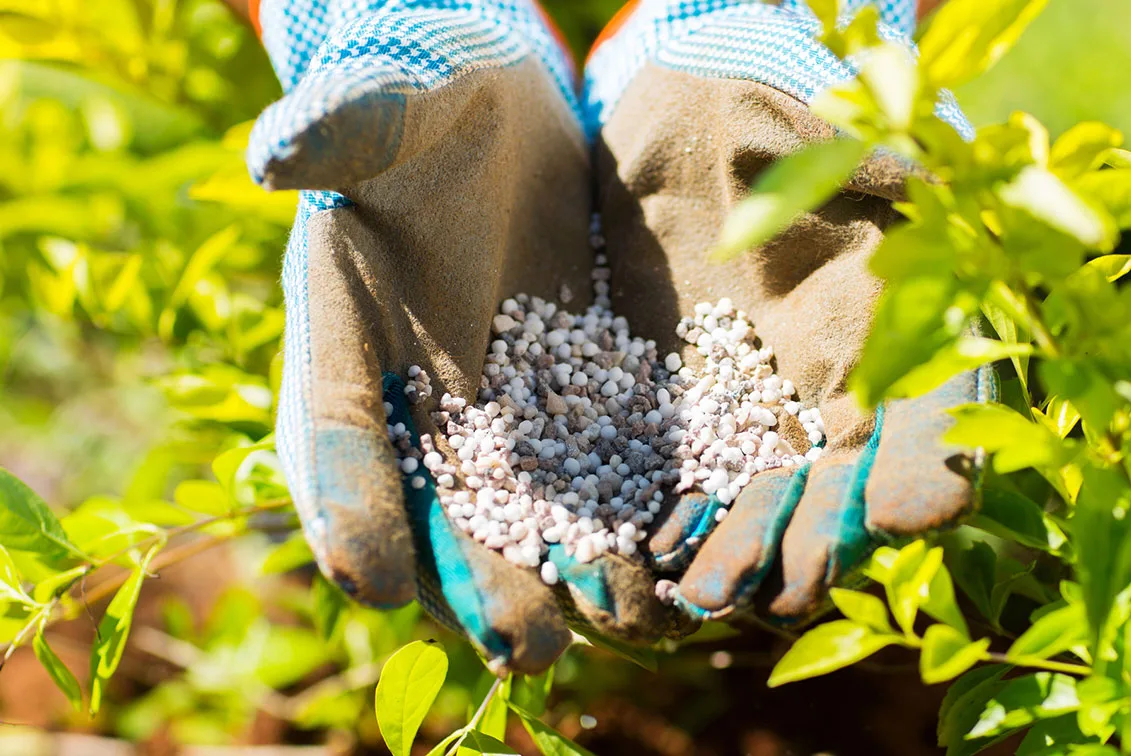 Fertiliser 101: feed your garden the right way