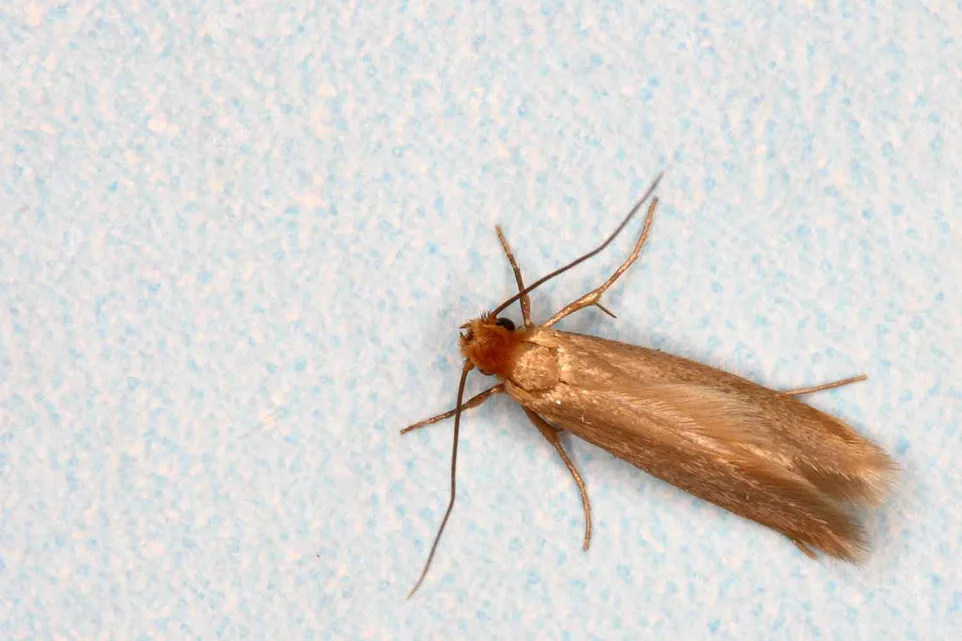 How to get rid of pantry moths quickly and easily