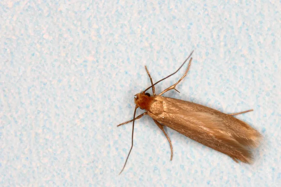 How to get rid of moths without chemicals