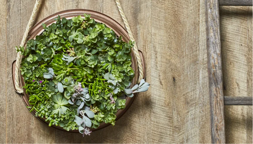 Round hanging garden DIY - Better Homes & Gardens Australia