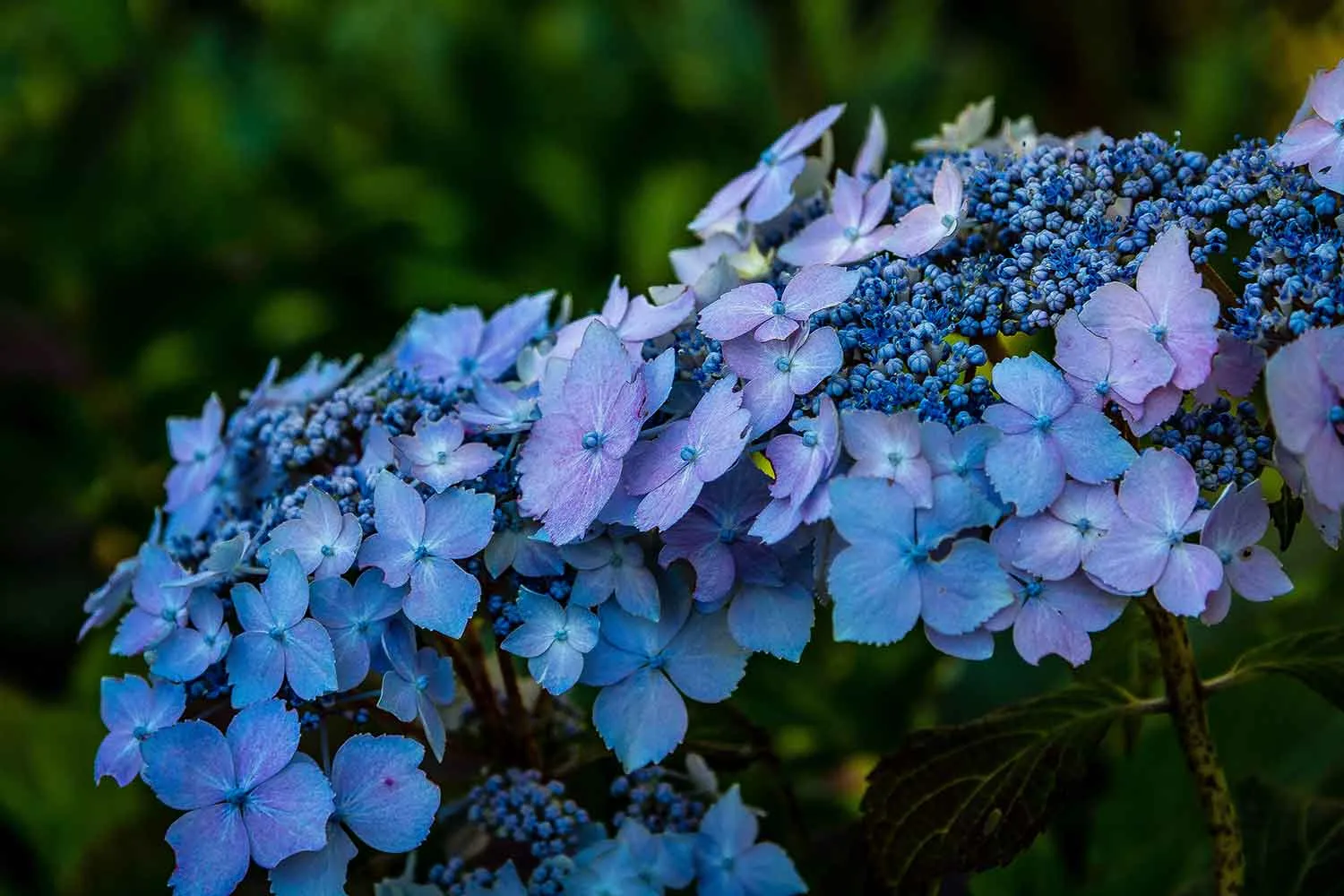 Gardening Archives - Better Homes & Gardens Australia