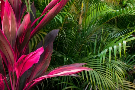5 lush tropical plants to grow around a pool