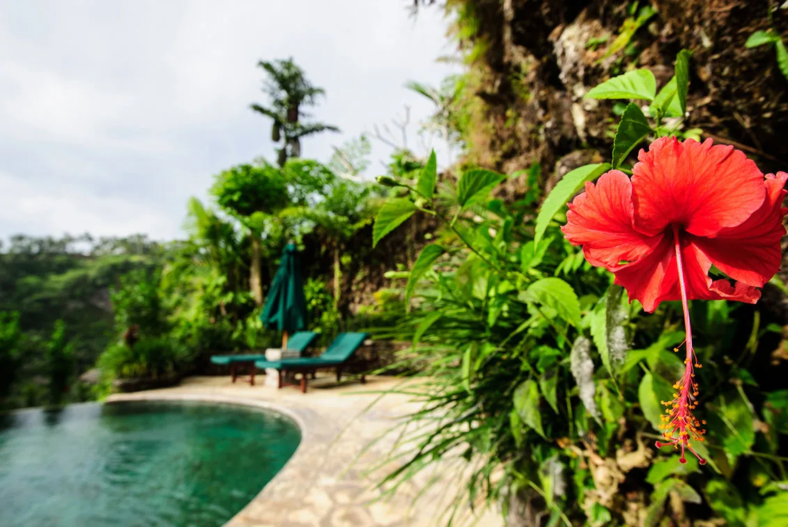 5 lush tropical plants to grow around a pool
