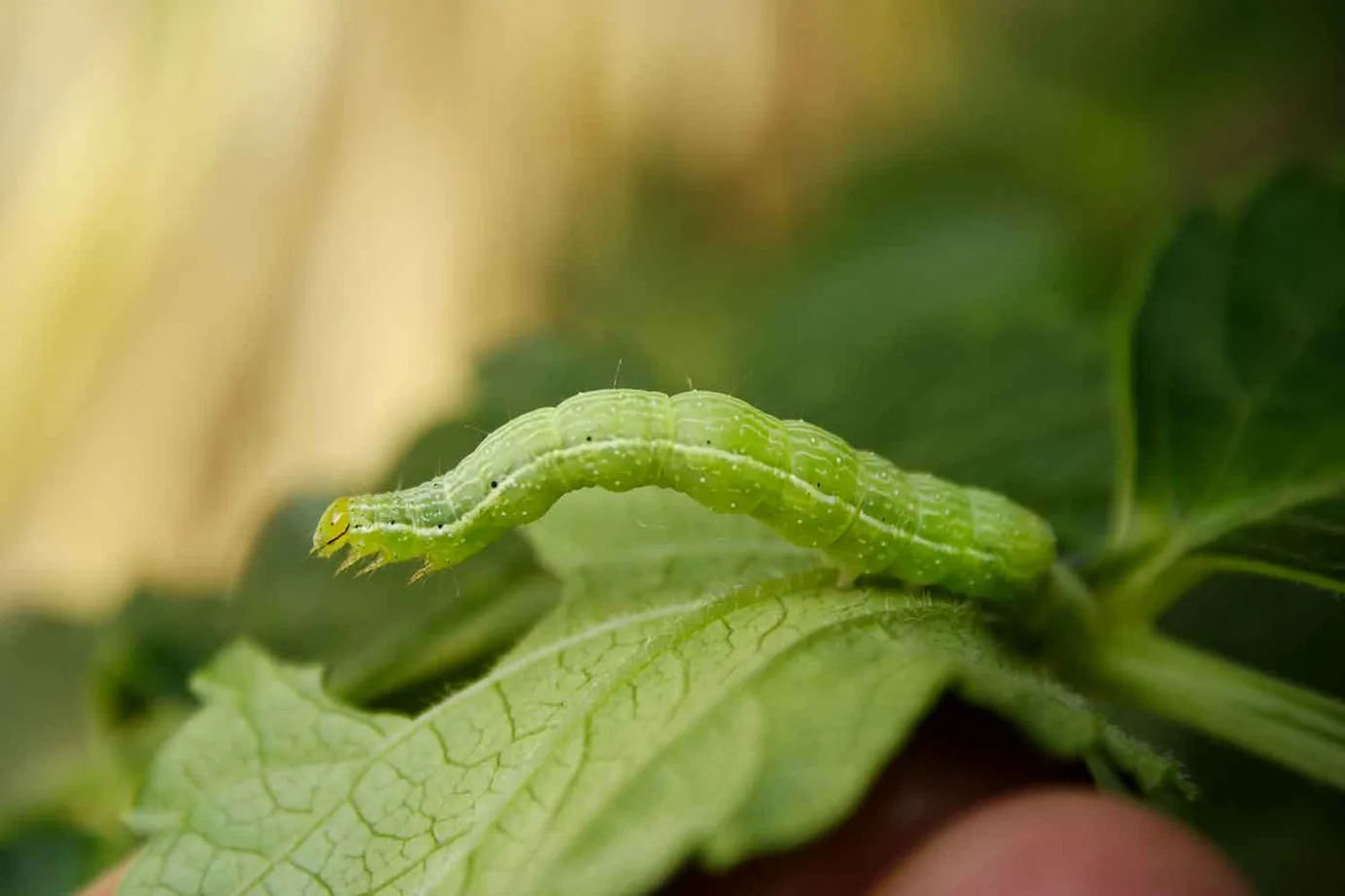 How to keep caterpillars out of your garden