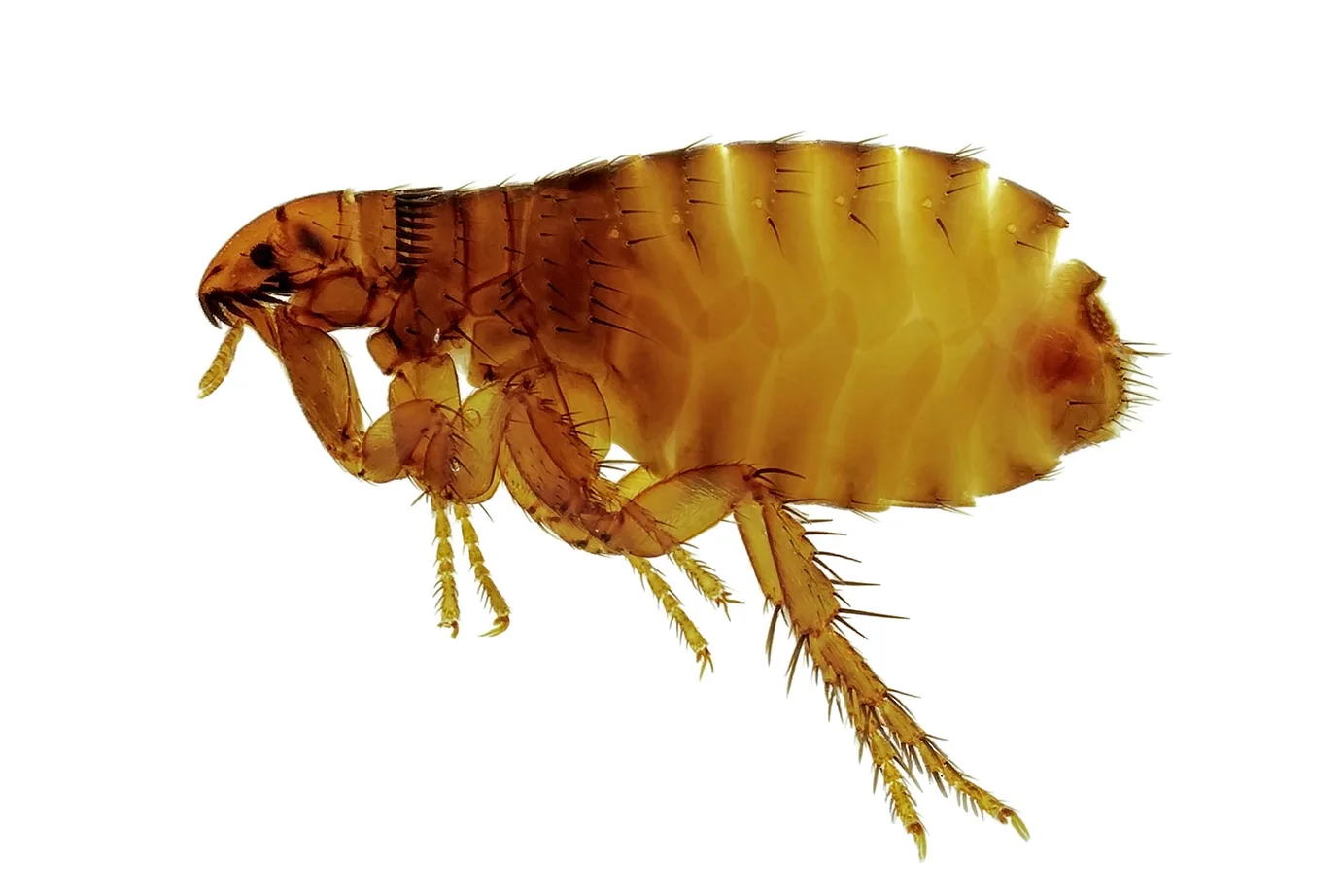 How to get rid of fleas at home | Better Homes & Gardens Australia
