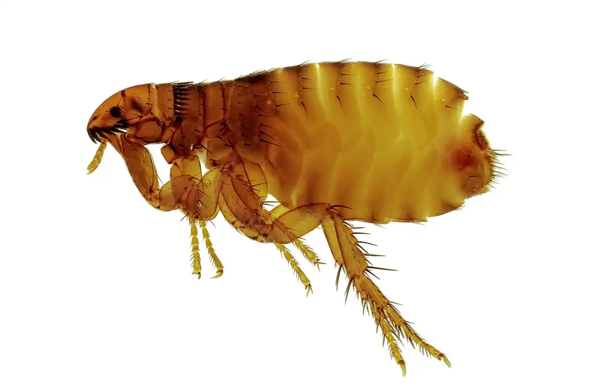 How to get rid of fleas at home | Better Homes & Gardens Australia
