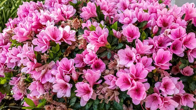 How to grow rhododendrons | Better Homes & Gardens Australia