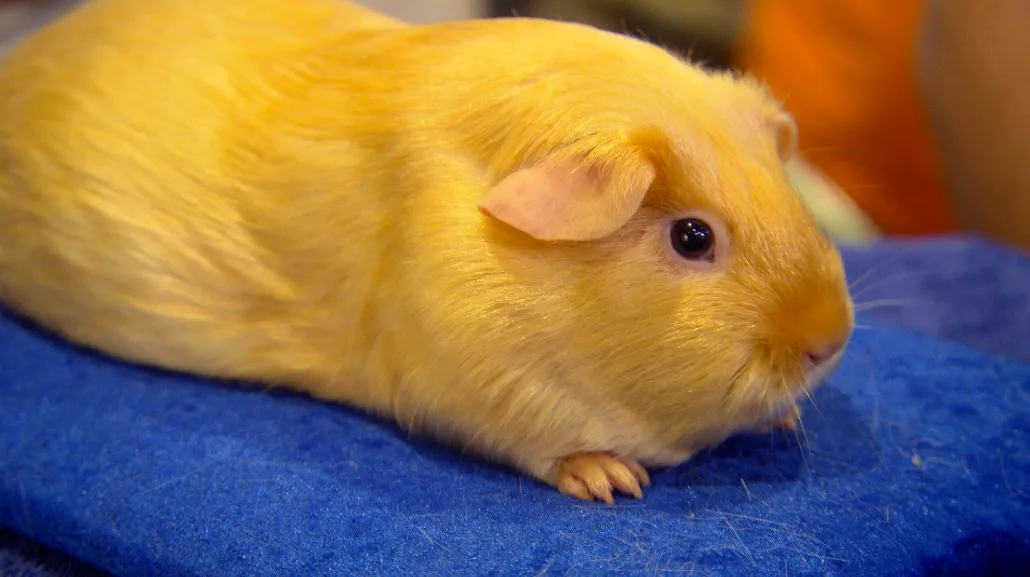 Cavy Show Competition (guinea pig show) | Better Homes & Gardens Australia