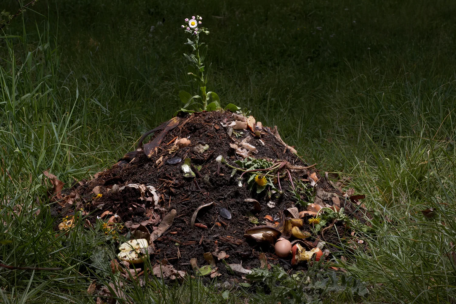 Troubleshoot Your Compost: Solving Common Garden Problems