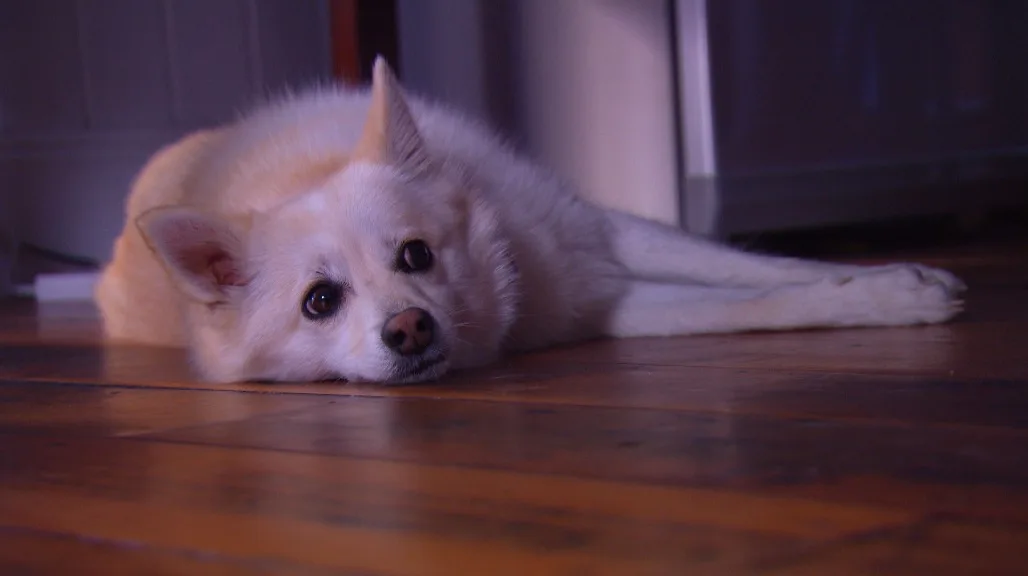 Pomsky separation problems - Better Homes & Gardens Australia