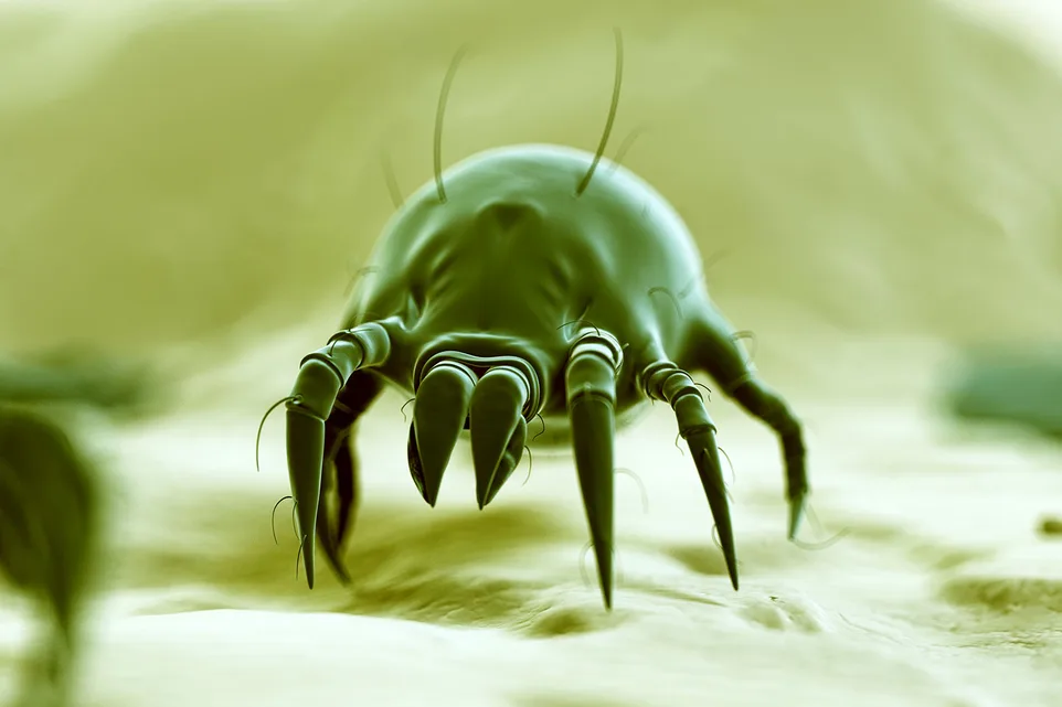 How to get rid of dust mites: 11 proven methods | Better Homes ...