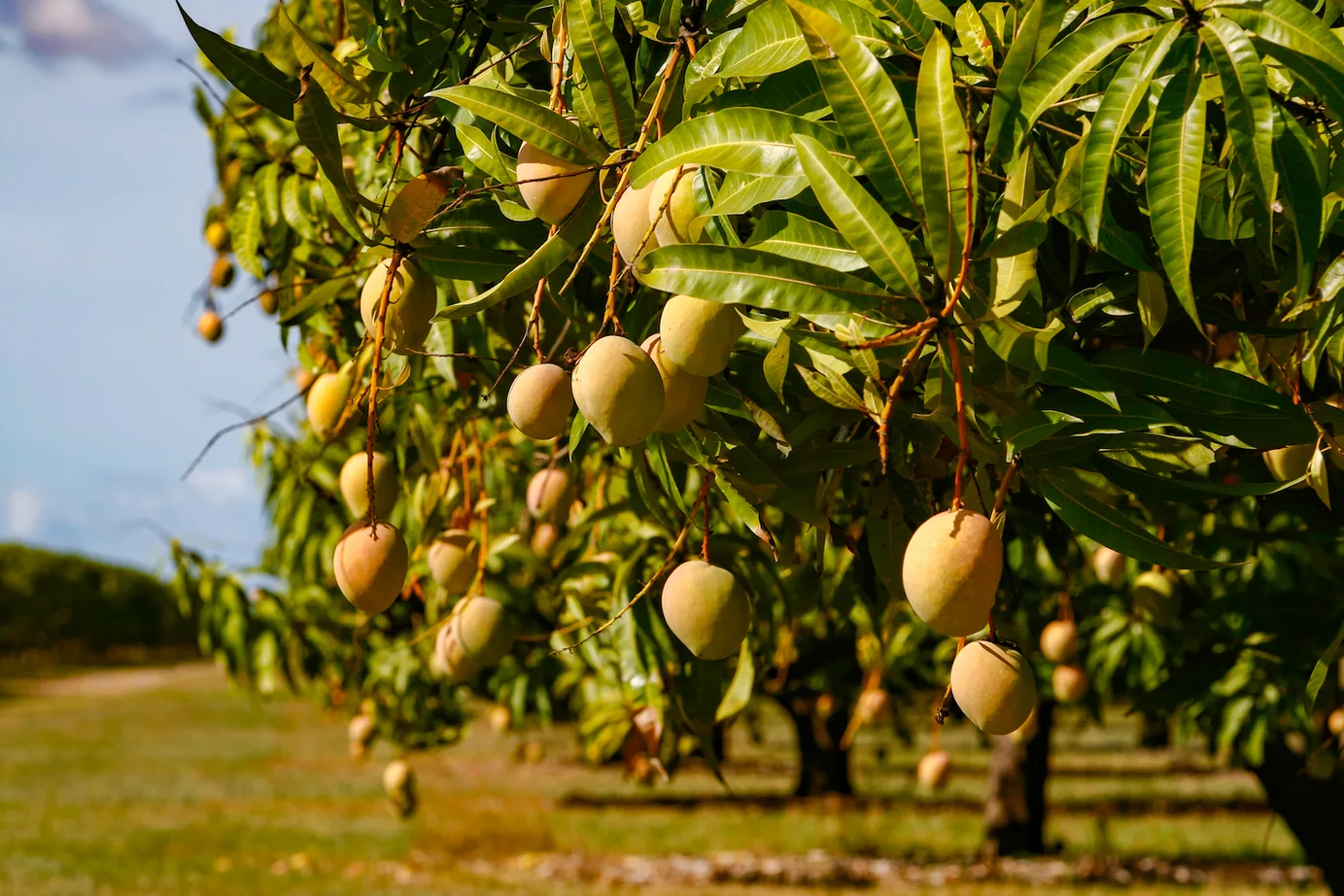 How to grow a mango tree for the juiciest fruit