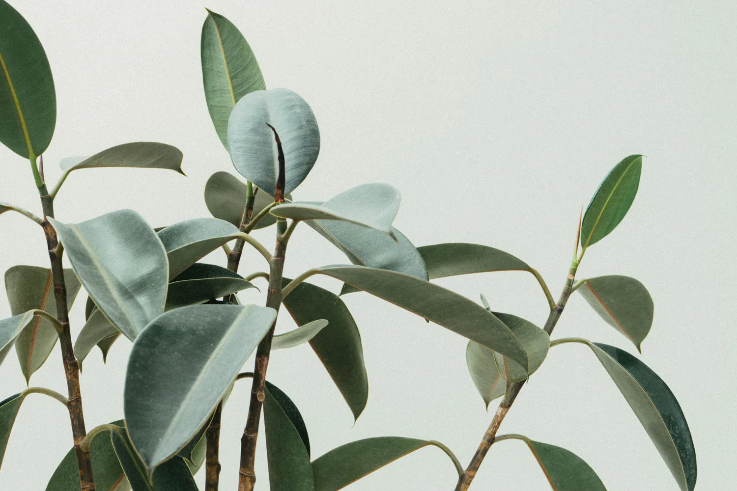 20 best air purifying plants for your home