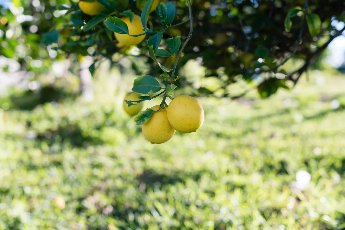 Growing lemon trees: how to plant and grow lemons
