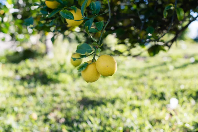 Growing lemon trees: how to plant and grow lemons