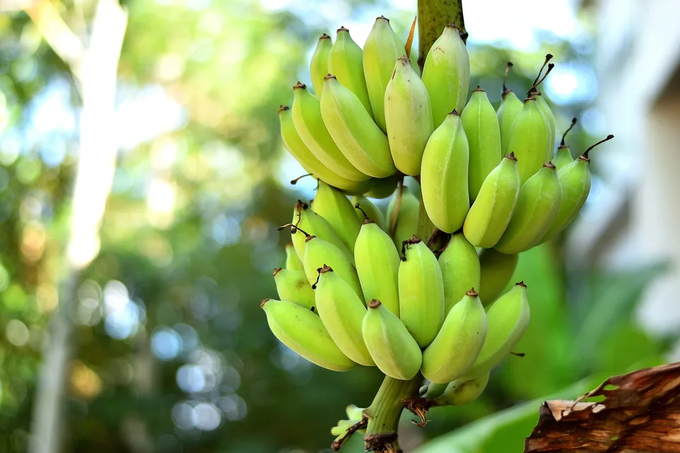 How to grow banana plants for the tastiest fruit