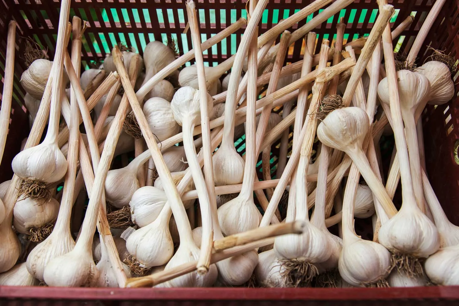 How to grow garlic and when to harvest it