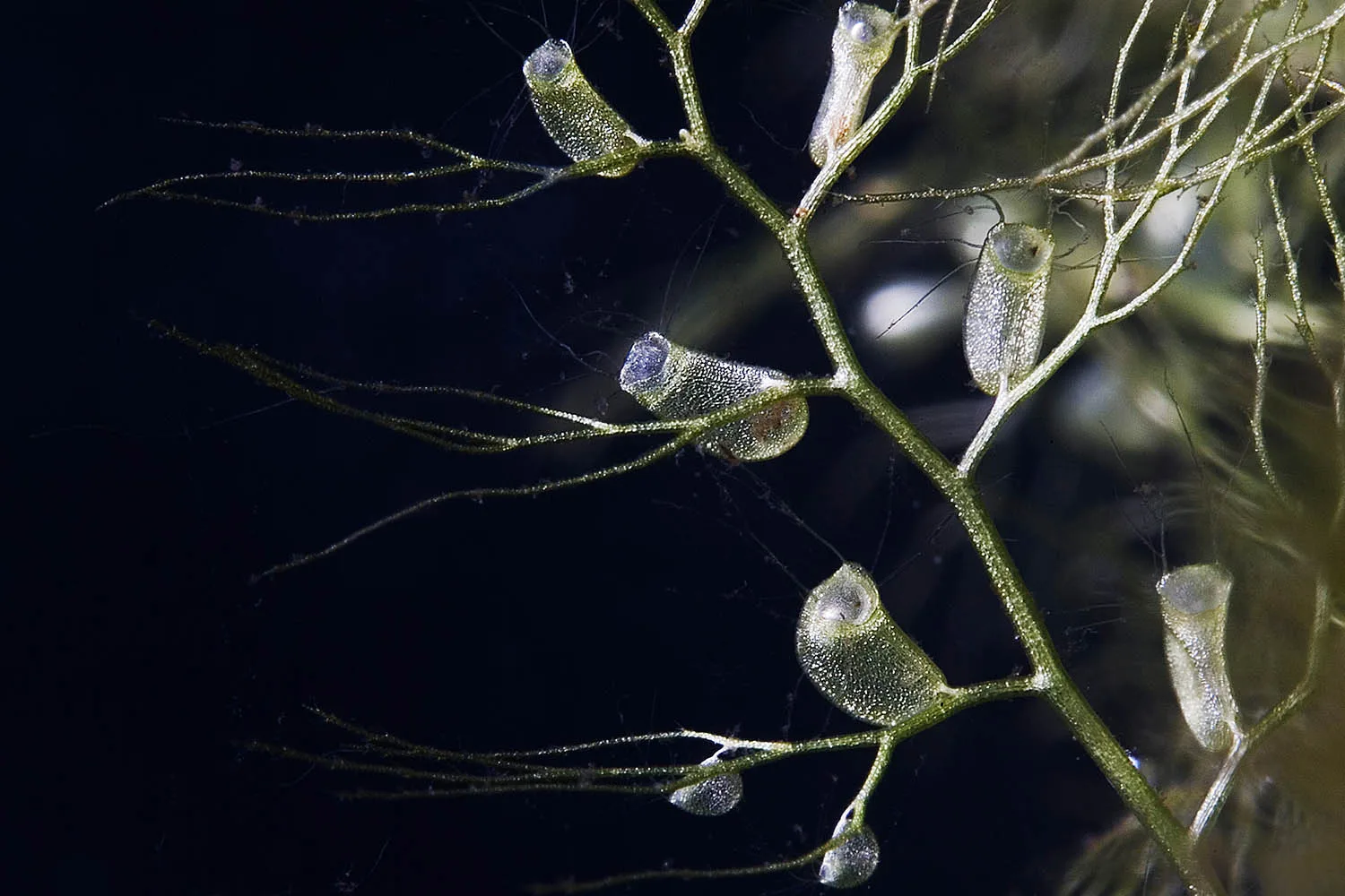 7 of the best carnivorous plants and how to care for them | Better ...