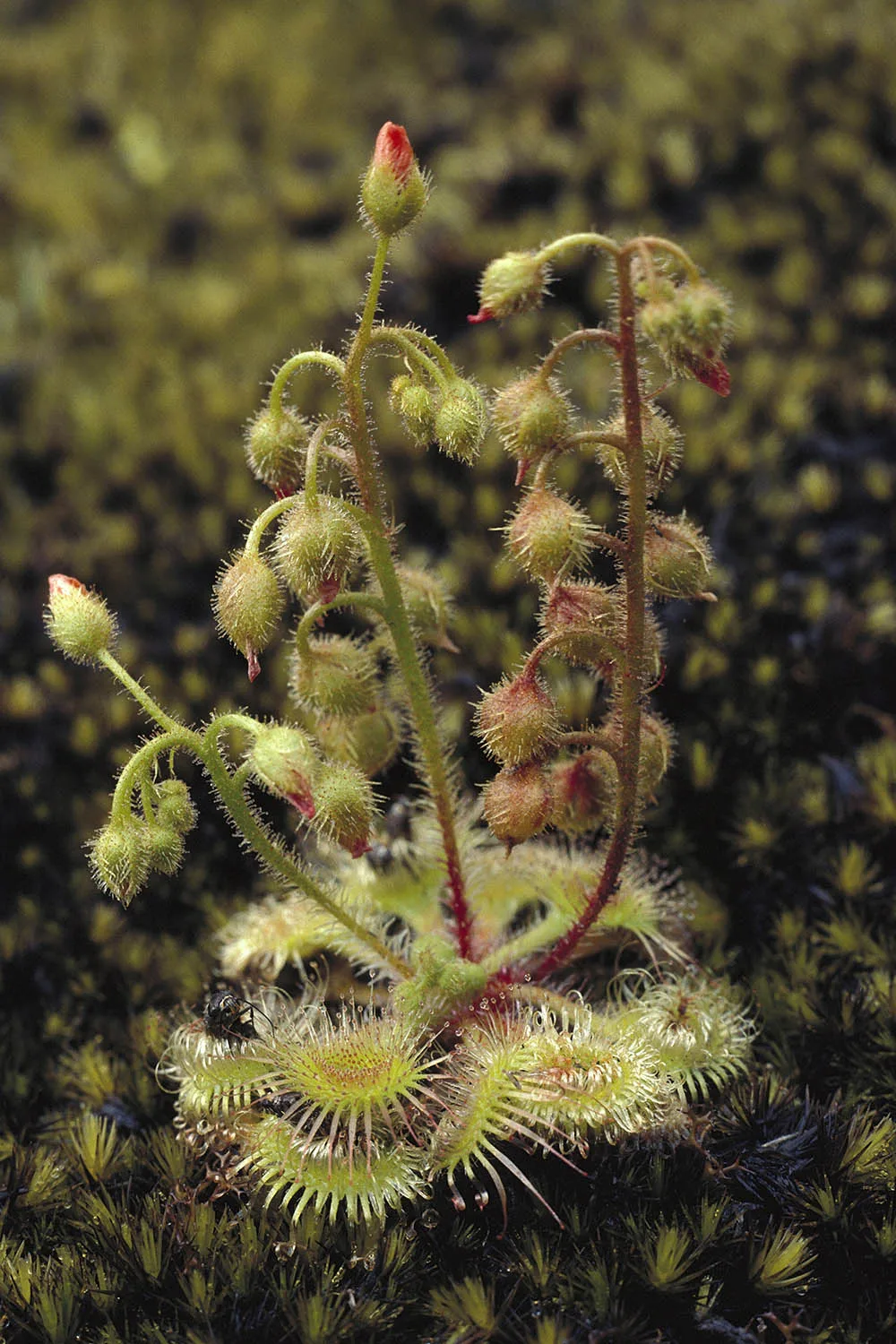 7 of the best carnivorous plants and how to care for them | Better ...