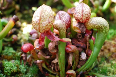 7 of the best carnivorous plants and how to care for them | Better ...