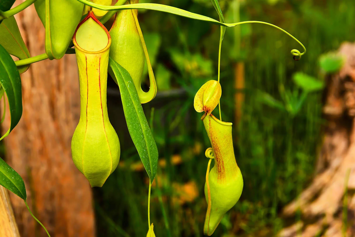 7 of the best carnivorous plants and how to care for them | Better ...