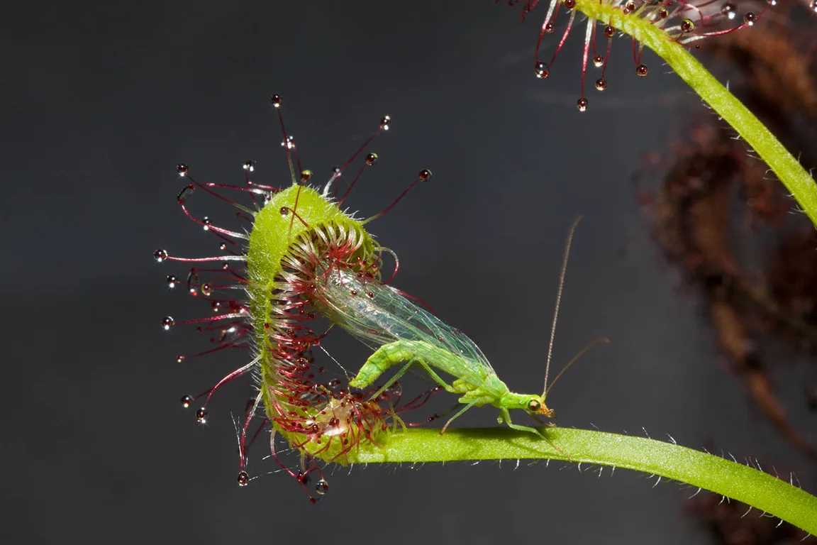 7 of the best carnivorous plants and how to care for them | Better ...