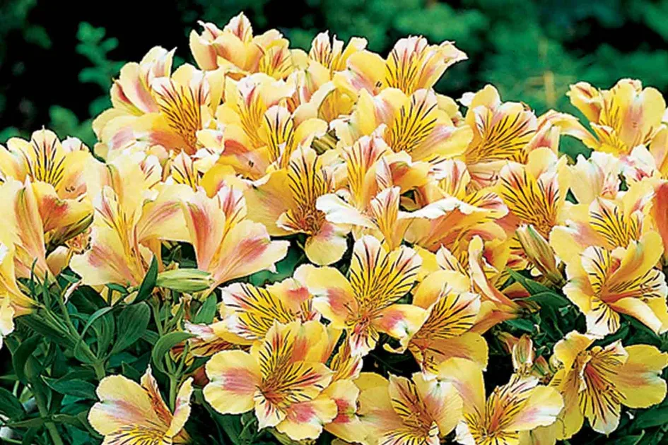 How to pot up colourful and fragrant Alstroemerias at home | Better ...