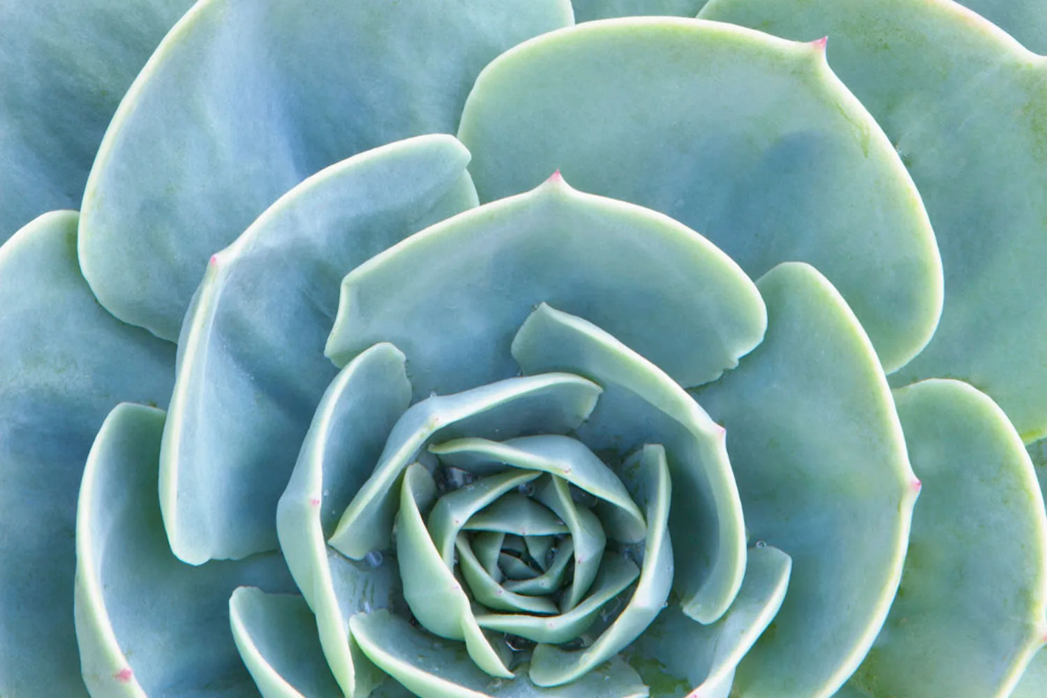 Succulent Plants: 11 Types of Succulents