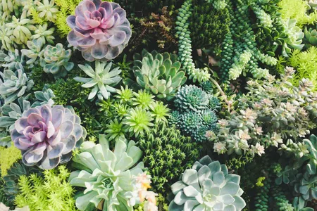 How to propagate succulents | Better Homes & Gardens Australia