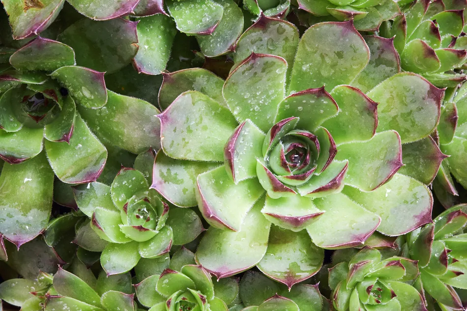 Succulent Plants: 11 Types of Succulents