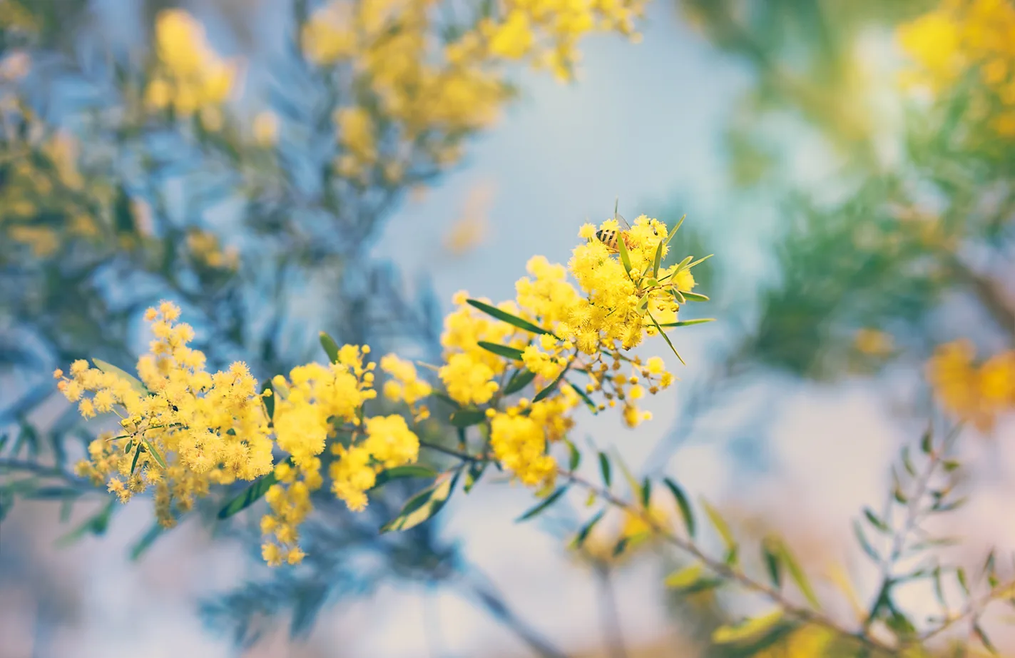 Our guide to growing stunning Australian native flowers