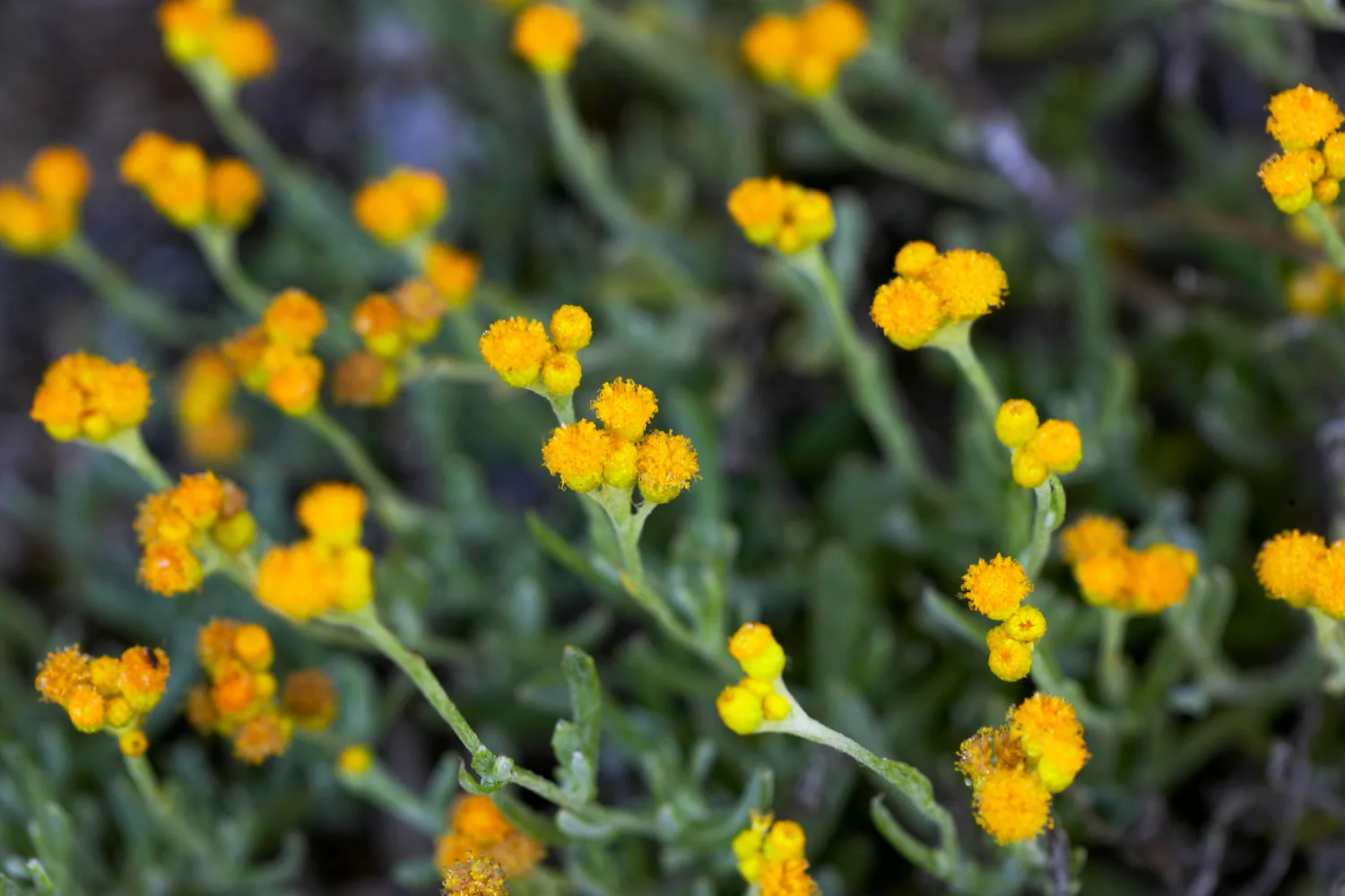 Popular Australian Native Flowers and How to Grow Them
