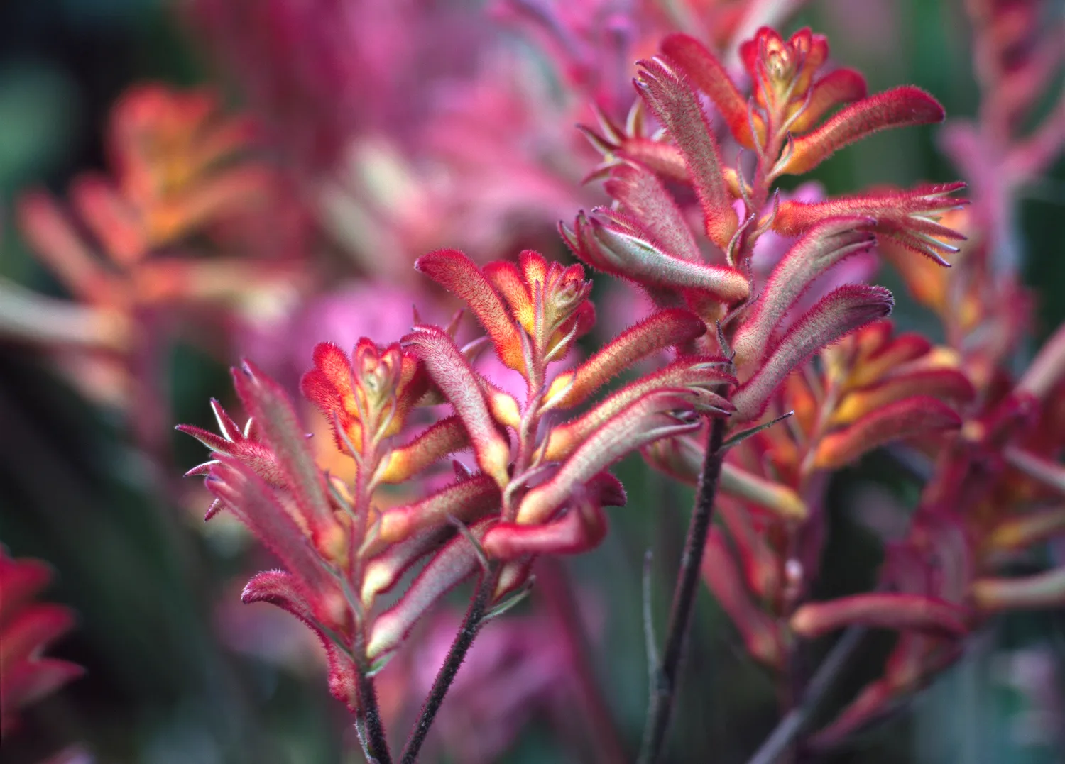 Our guide to growing stunning Australian native flowers