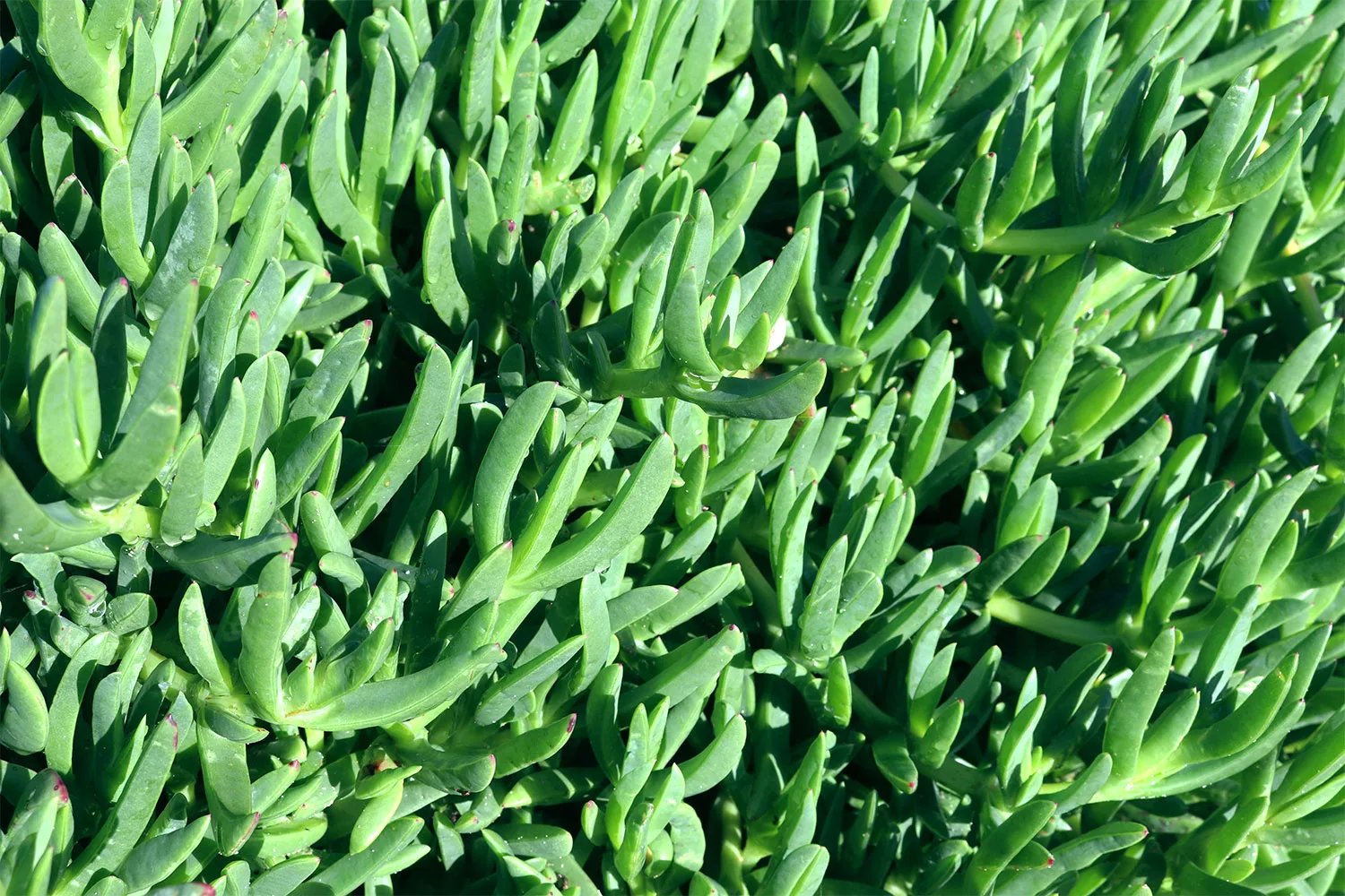 Everything you wanted to know about pigface