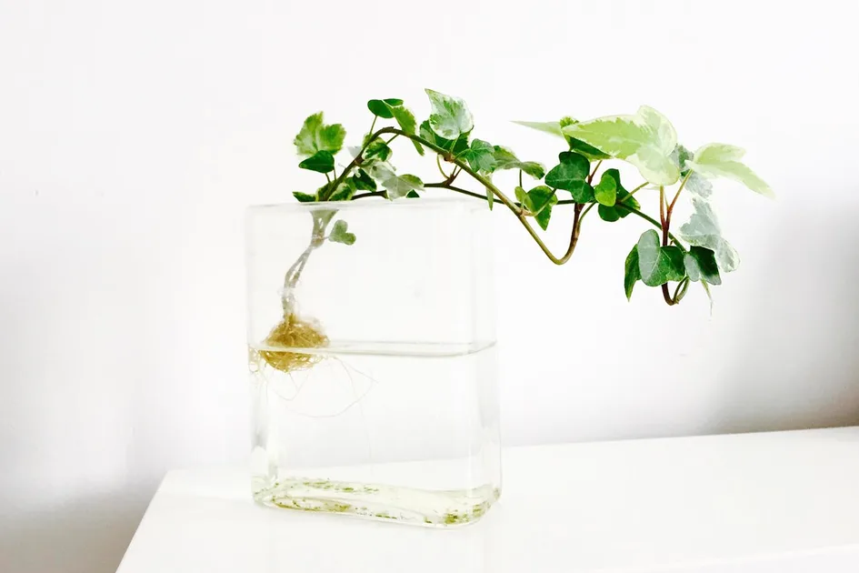 How to grow plants in water in 5 easy steps